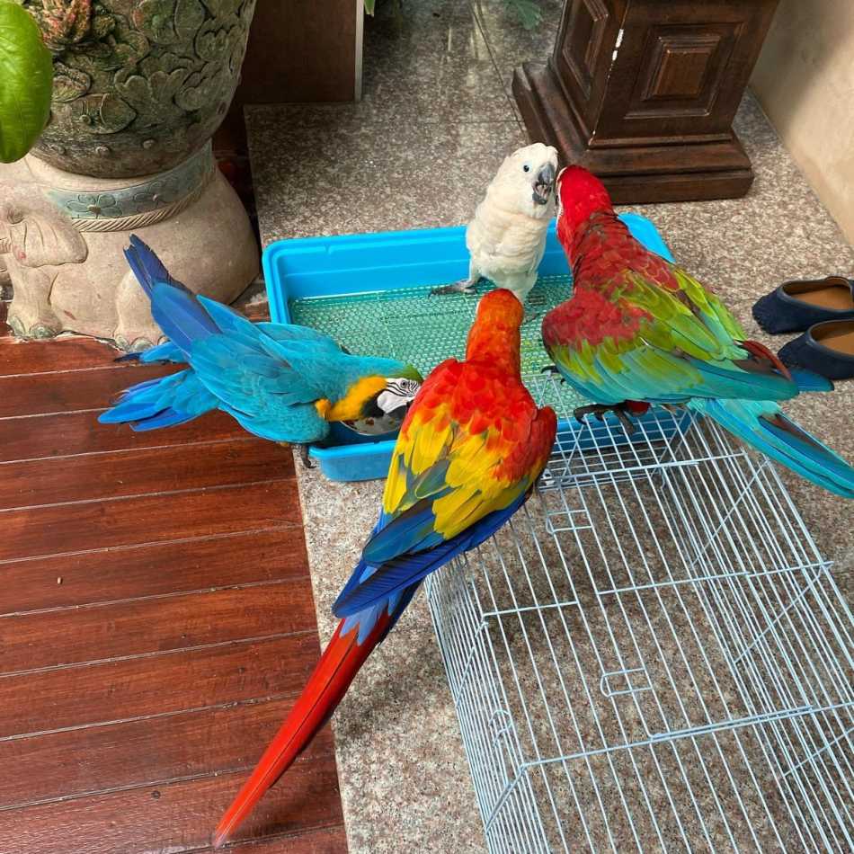 FULLY WEANED AND TAMED PARROTS | Oddam | | Ogłoszenia