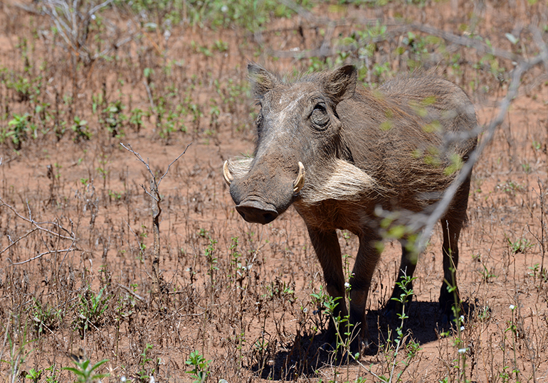 Żyrafy i zebry w Parku Narodowym Krugera, RPA